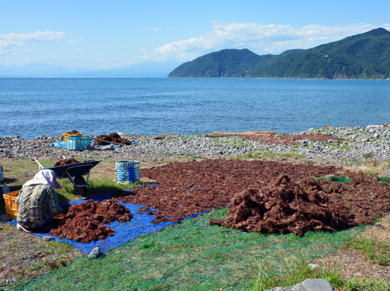 Tokoroten (ところてん): Seaweed Jelly Noodles | The Chef Dojo